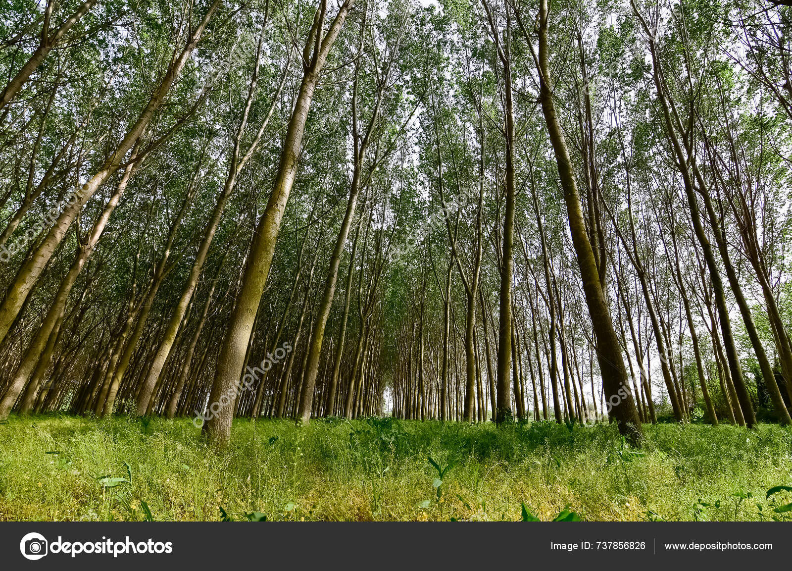 Forests Trees Photos Natural Areas — Stock Photo © benburdayimzaten ...