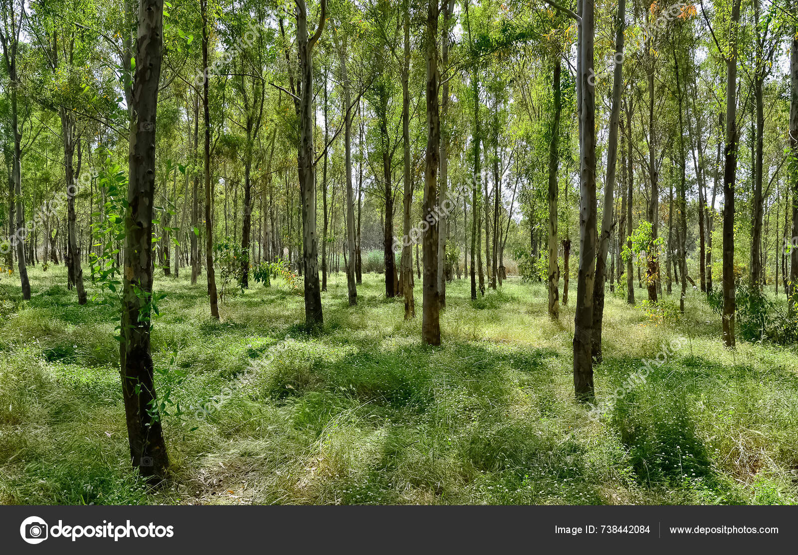Forests Trees Photos Natural Areas — Stock Photo © benburdayimzaten ...