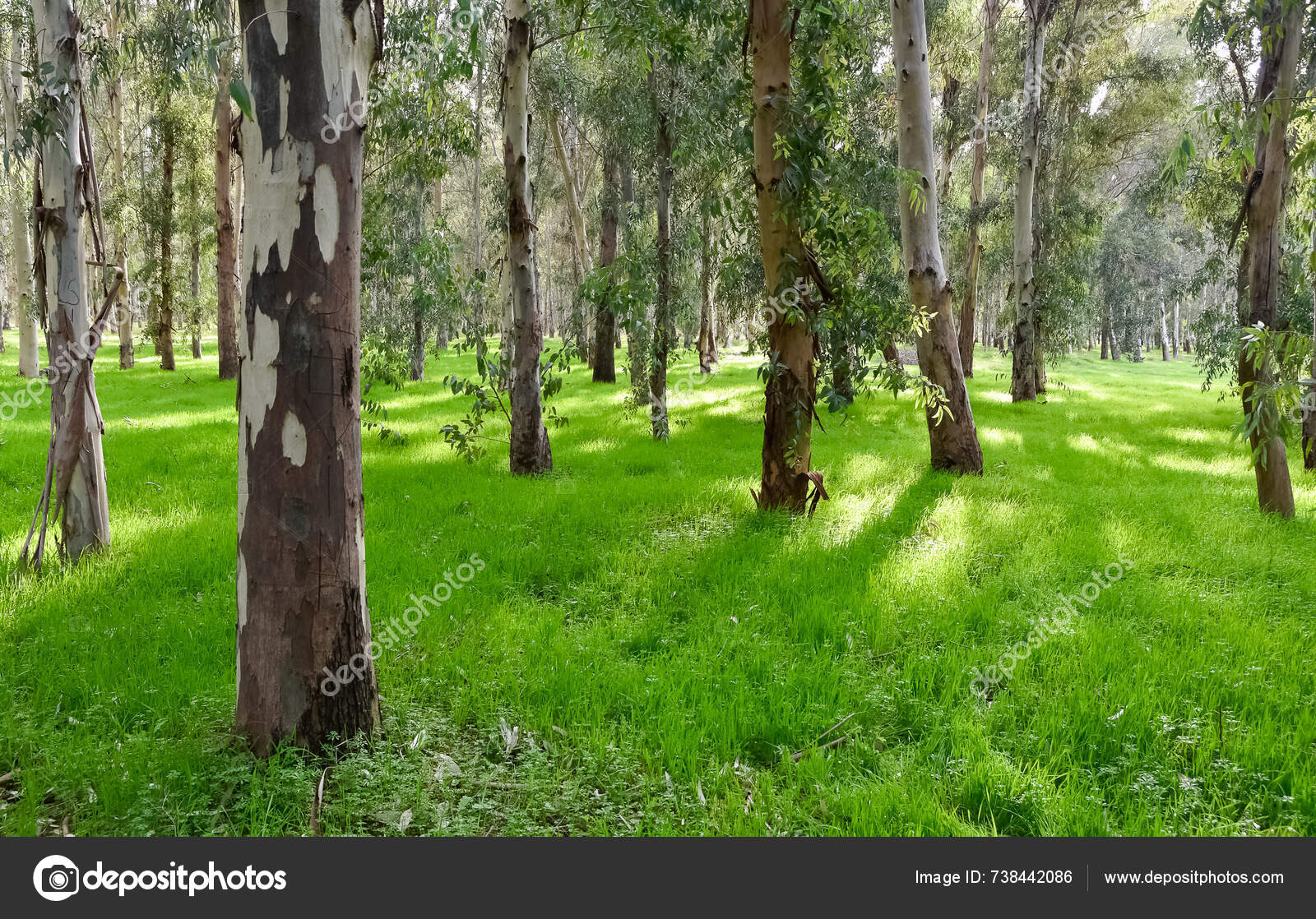 Forests Trees Photos Natural Areas — Stock Photo © benburdayimzaten ...