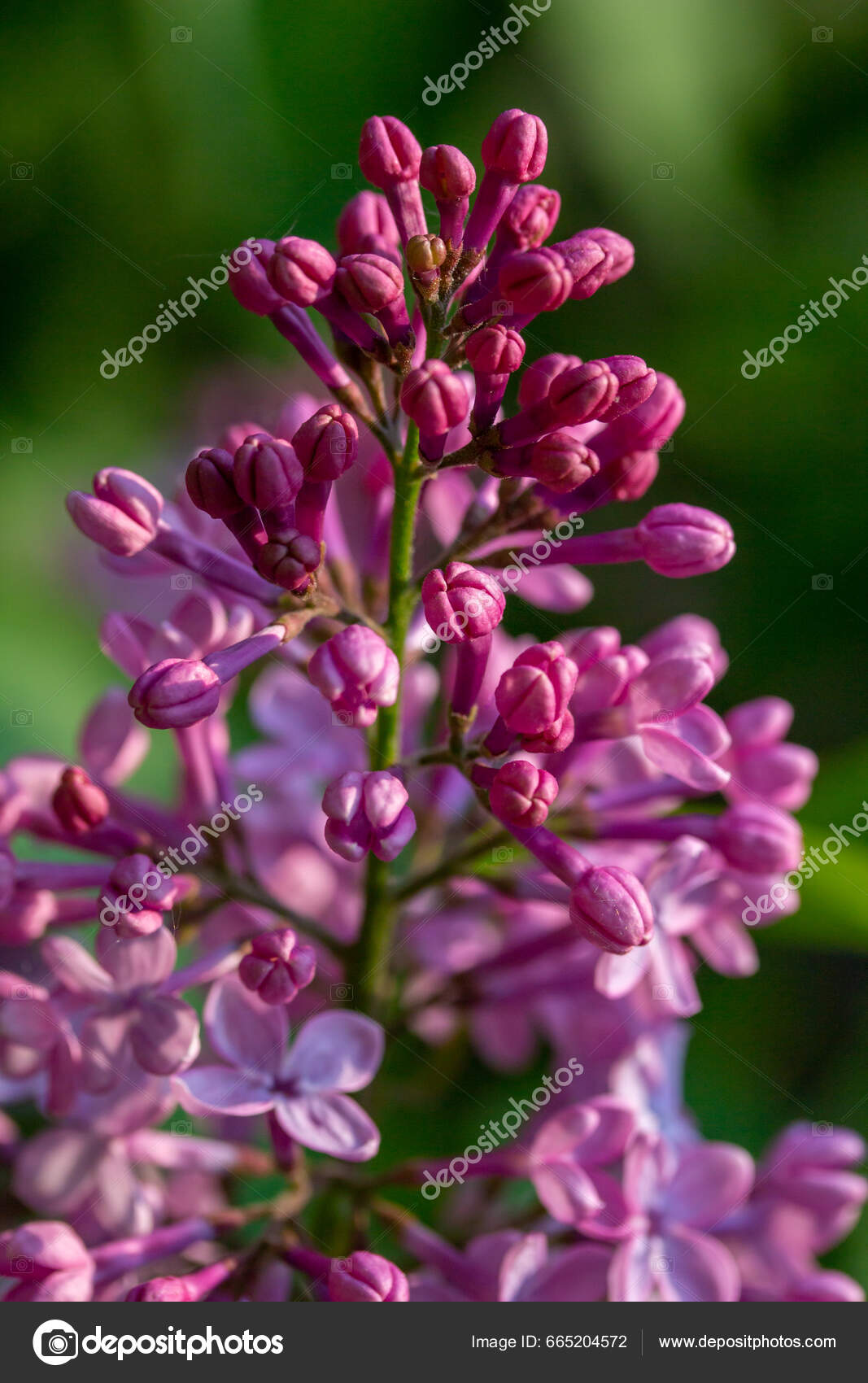 Lilac Persian Plant