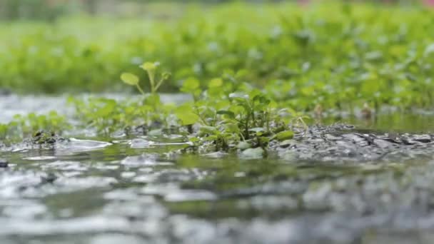 297 vídeos de Berros, metraje de Berros sin royalties | Depositphotos