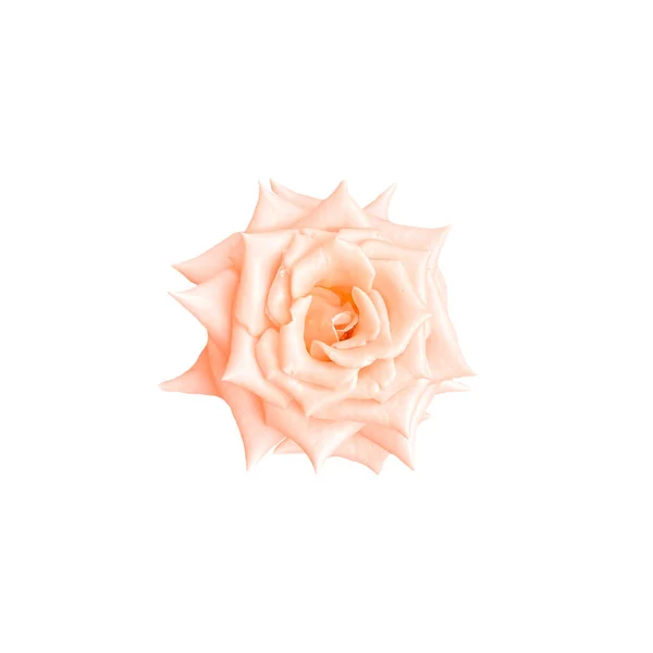 Diagrama de la rosa Stock Photos, Royalty Free Diagrama de la rosa ...