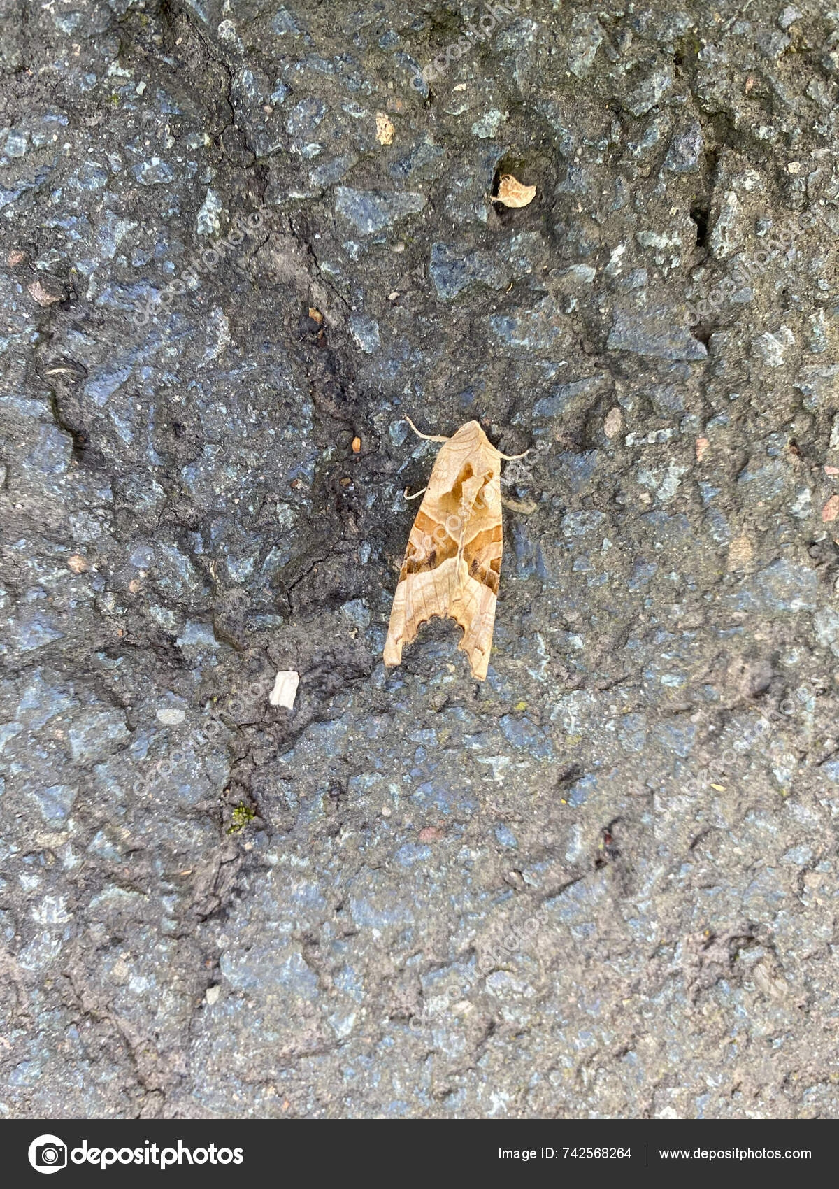 Brown Agate Owl Moth Beautiful Wing Markings — Stock Photo © dr.lange ...