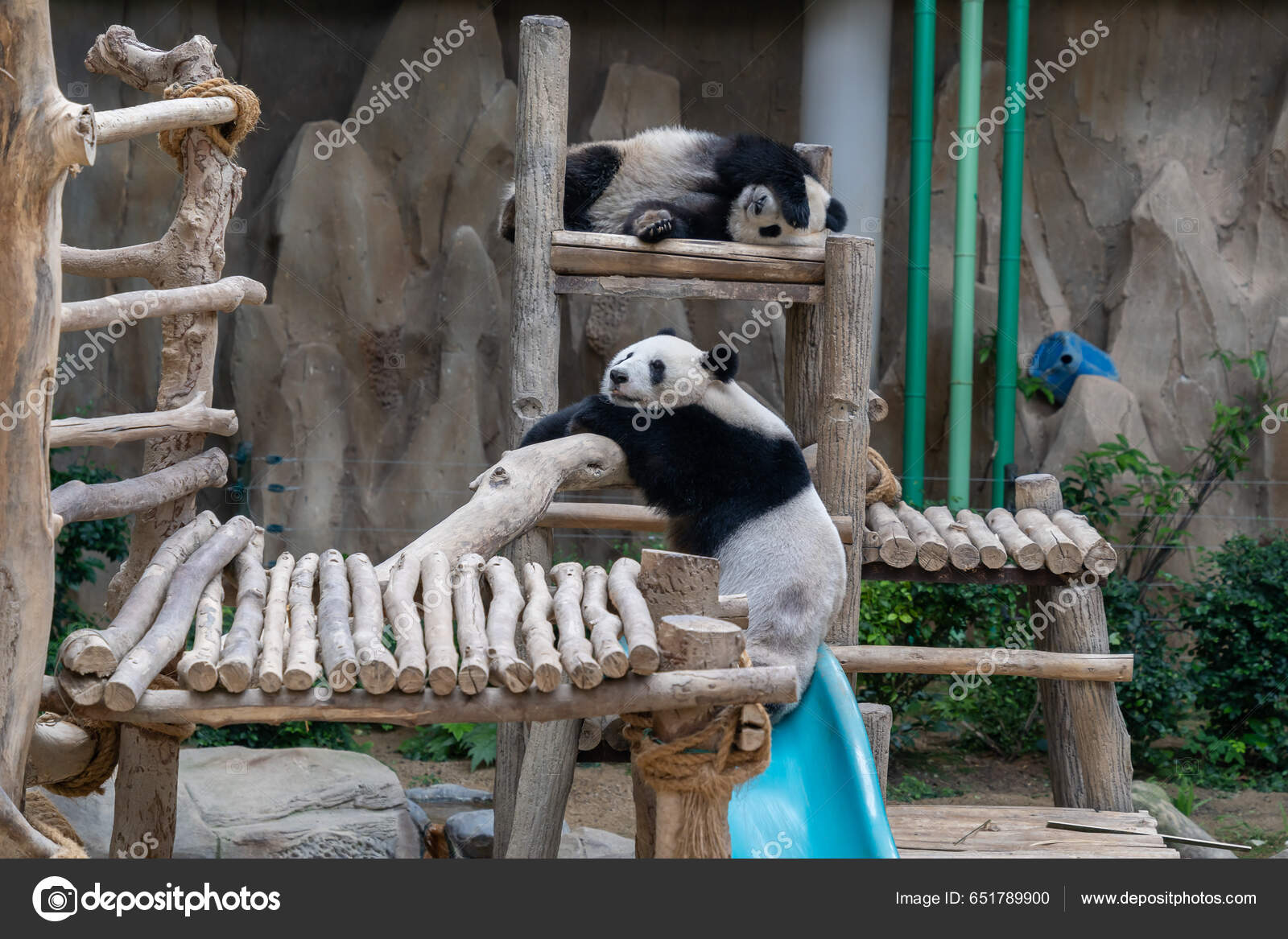 Two Pandas Sleeping