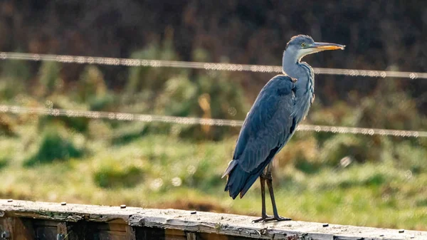 La garza gris se encuentra en una viga en la hierba. El depredador de ...