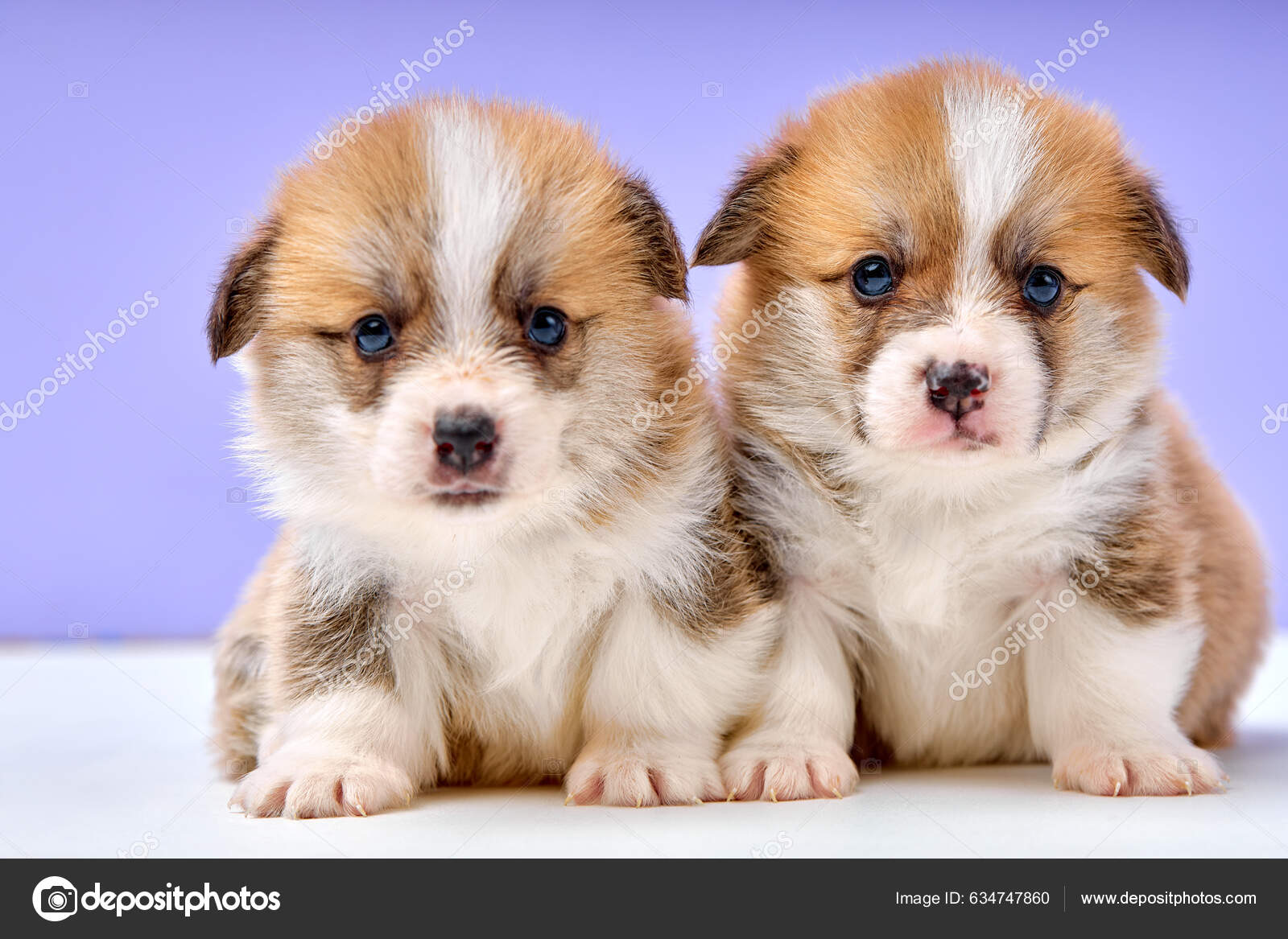 Two Welsh Corgis Pembroke Dogs Puppies Sitting Next Each Other — Stock ...