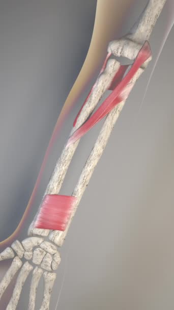 65 Forearm anatomy Videos, Royalty-free Stock Forearm anatomy Footage ...