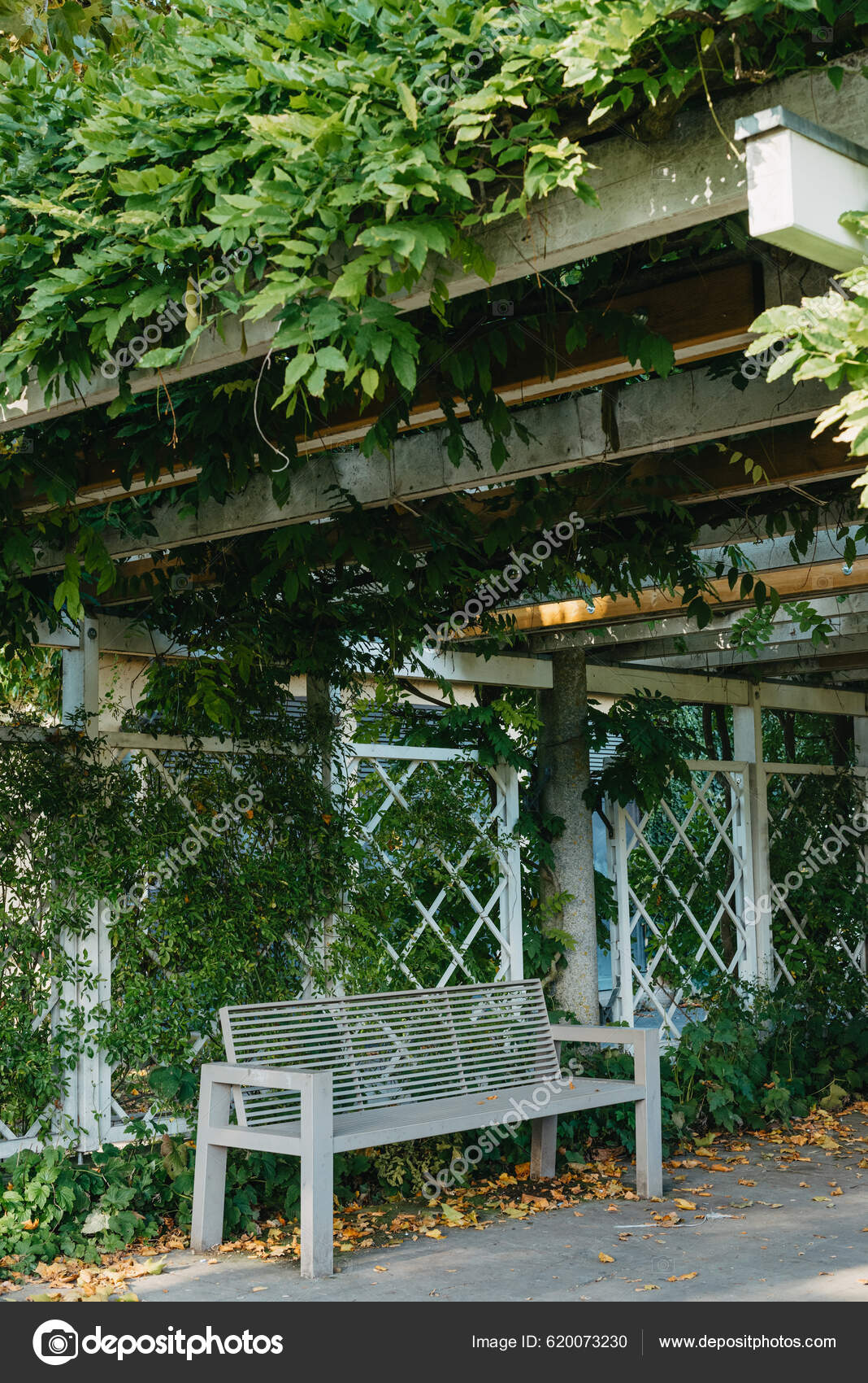 Banco Parque Branco Com Parede Pedra Folhas Verdes Hera Ambiente — Foto ...