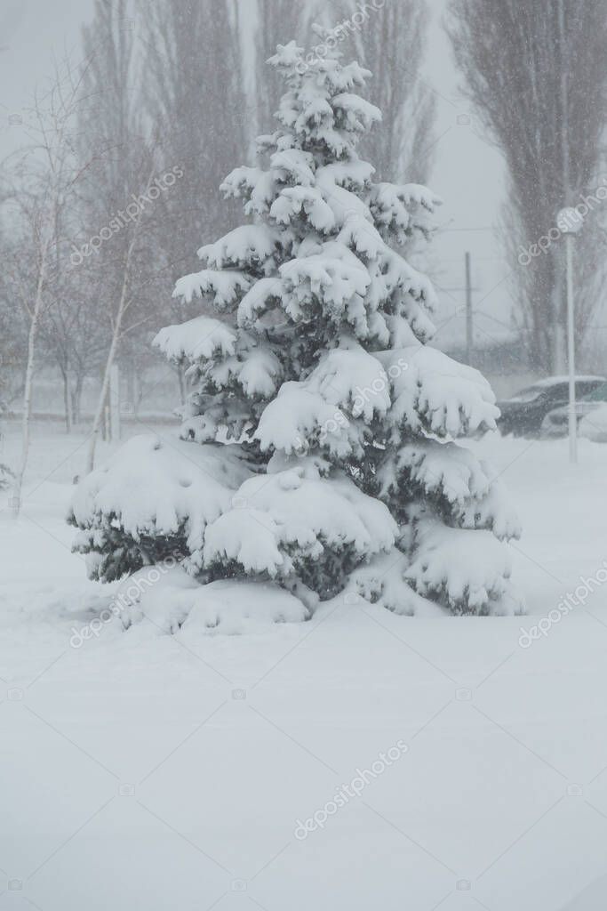 Little fir tree covered with white snow, beautiful winter landscape ...