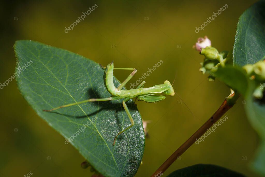 Pequeña mantis europea joven verde o mantis religiosa sentada en la ...