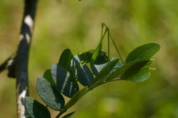 Leaf insects Stock Photos, Royalty Free Leaf insects Images | Depositphotos