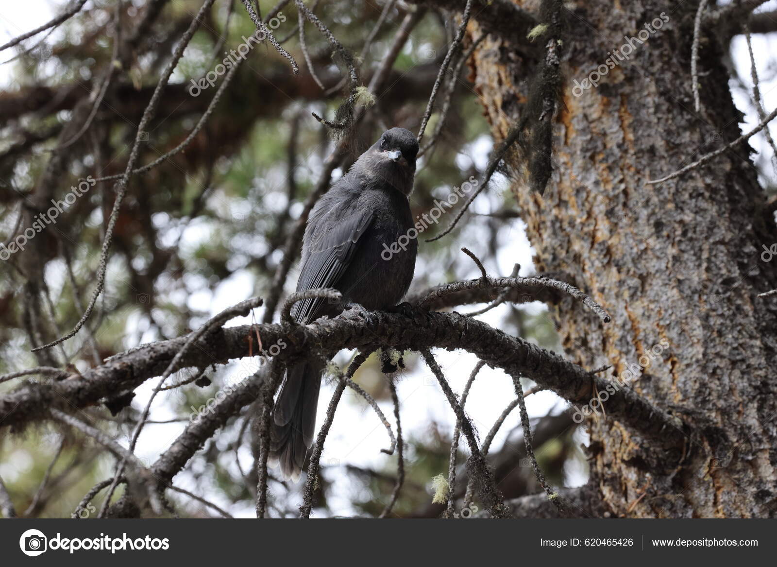 Gray Jay Perisoreus Canadensis Banff Nationalpark Kanada Stock Photo by ...