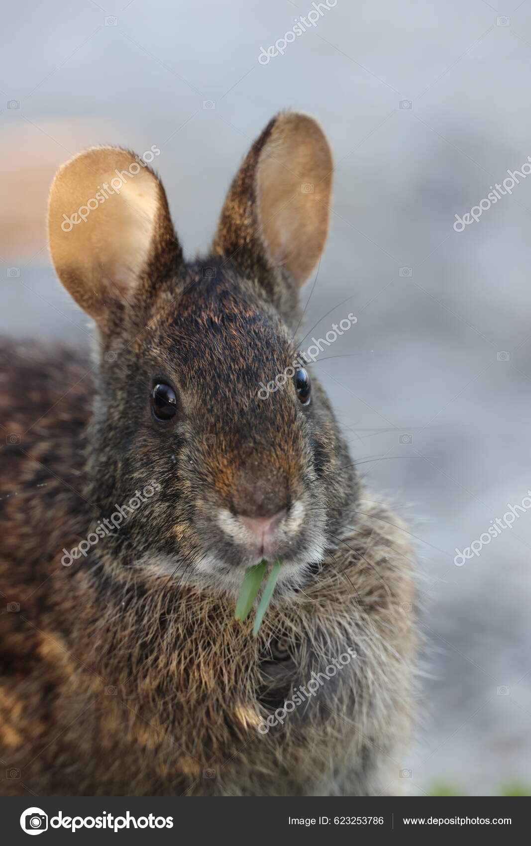 Sylvilagus Palustris