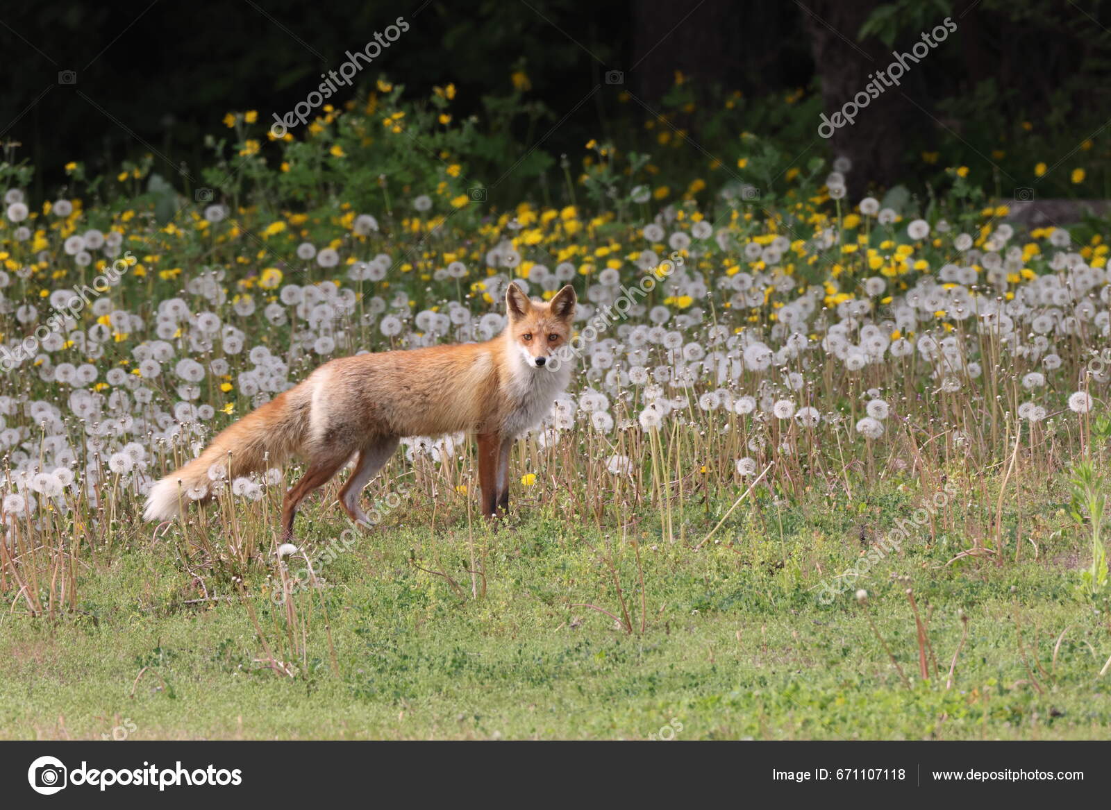 Ezo Red Fox Vulpes Vulpes Hokkaido Japan — Stock Photo © FrankFF #671107118