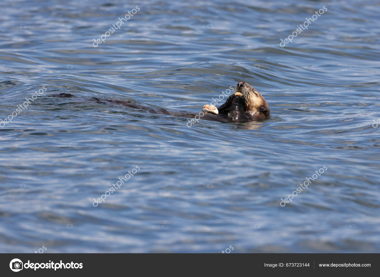 Sea Otter Enhydra Lutris Shell Vancouver Island British Columbia Canada ...