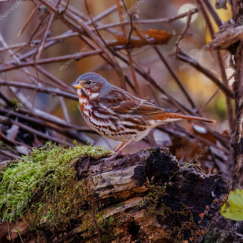 Gorrión zorro rojo adulto (Passerella iliaca) encaramado en un tocón de ...