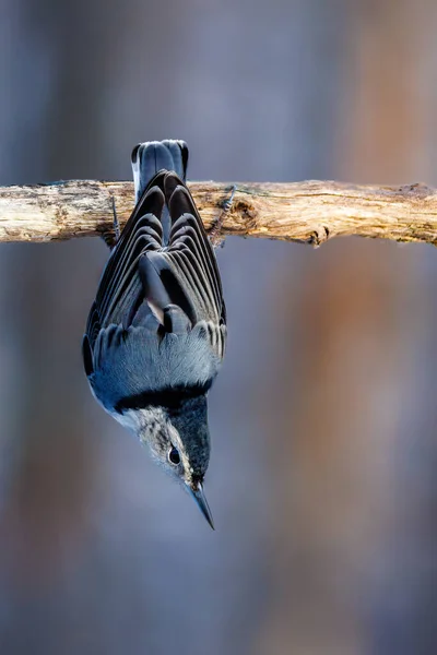 White-breasted nuthatch (Sitta carolinensis) hanging from a tree branch ...