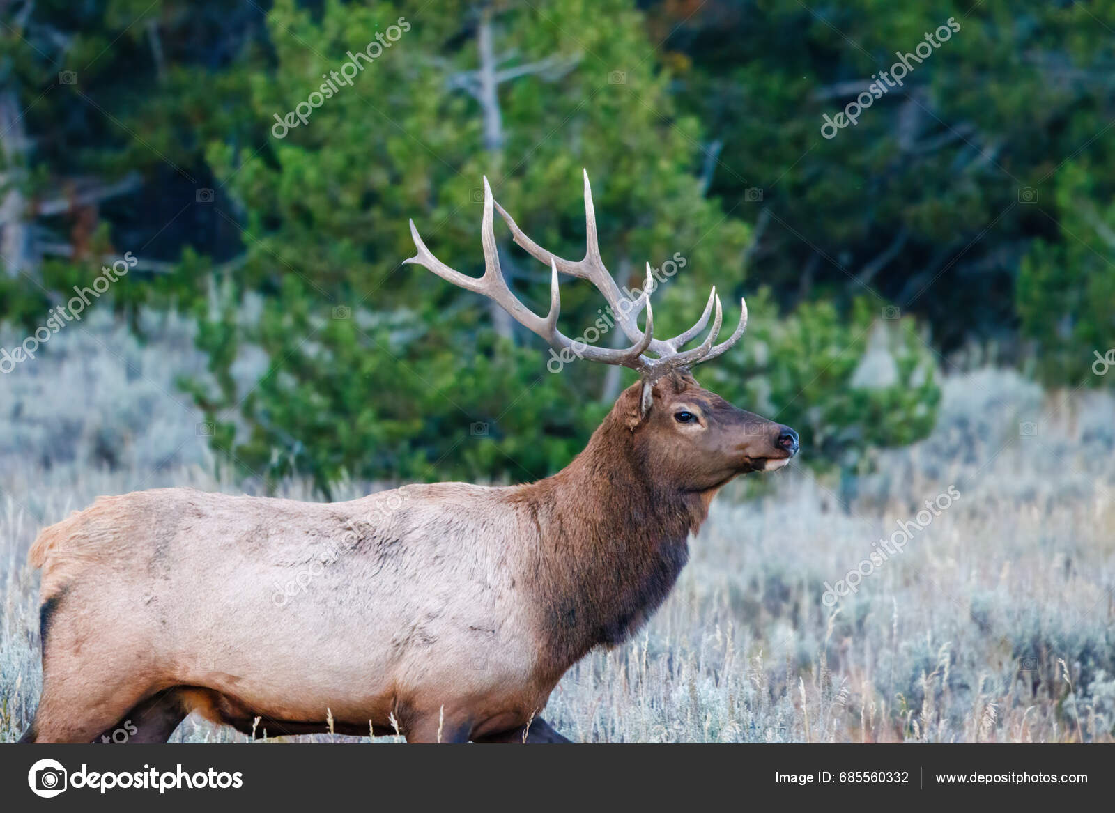 Close Bull Elk Cervus Canadensis Standing Meadow Pine Trees Grand Stock ...