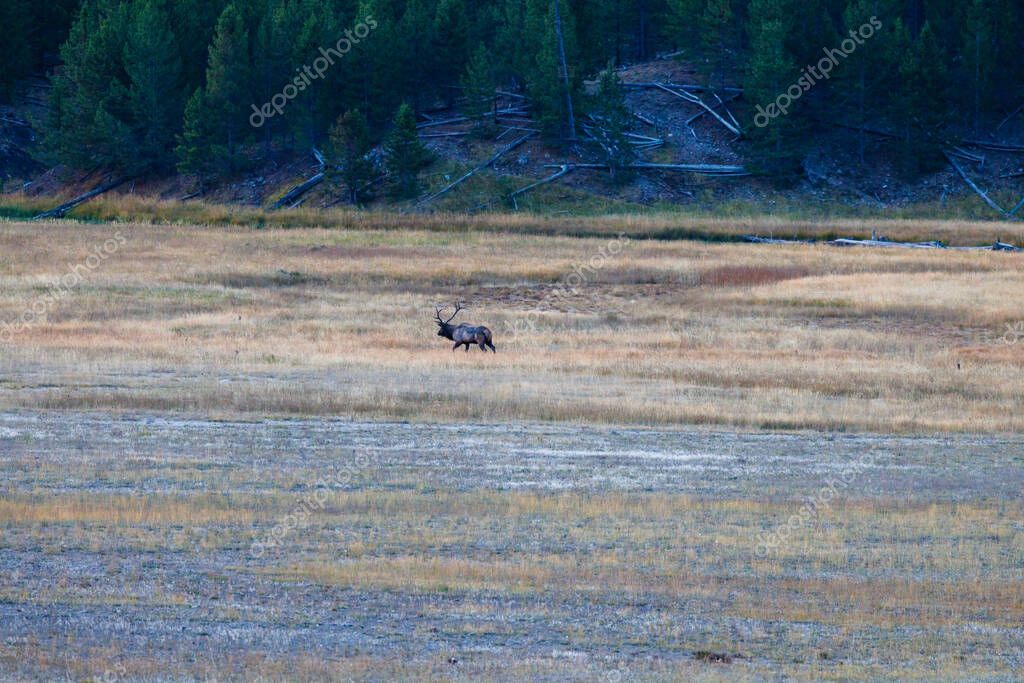 Paisaje de un alce toro (Cervus canadensis) de pie en una pradera con ...