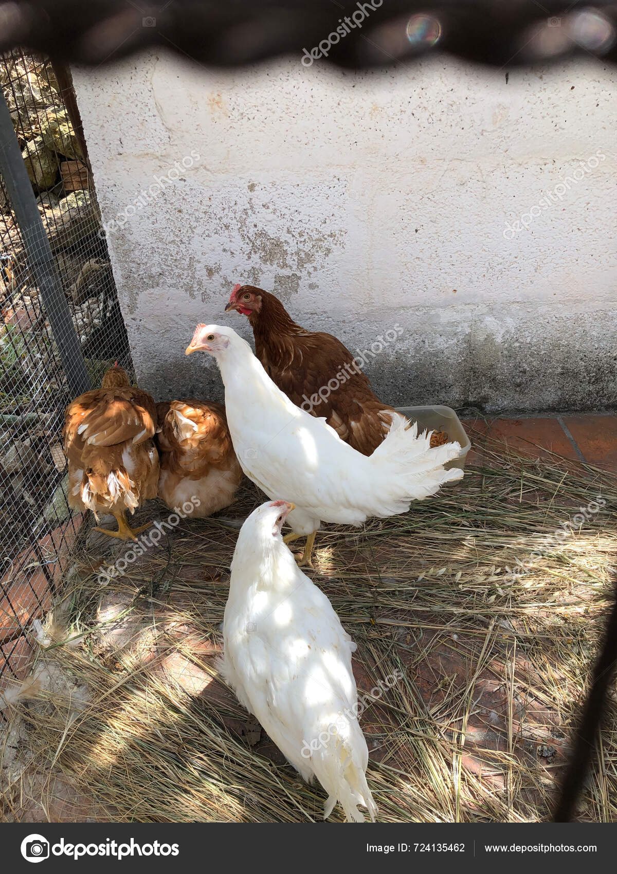 Group Chicken Local Farm Puglia — Stock Photo © santeparente #724135462