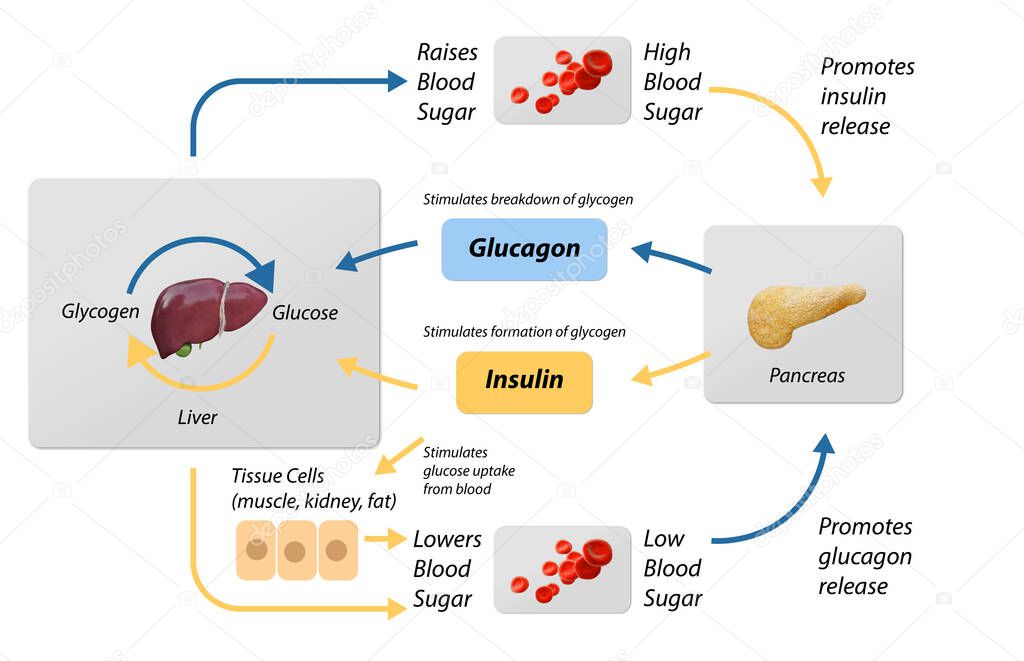 Ilustración de regulación del azúcar en sangre. Esquema de ciclo de ...