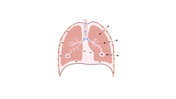 Human Respiratory System Lungs Anatomy Animation Concept Respiratory ...