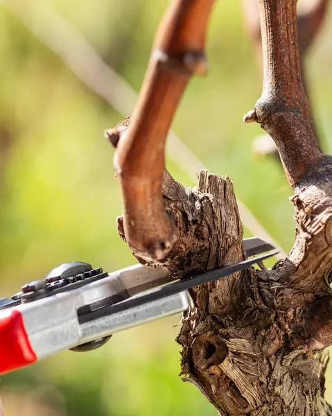 Close-up of the cut of the vine branch during pruning in winter. Traditional agriculture. Winter ...