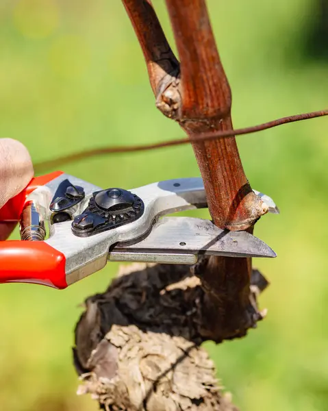 Close-up of the cut of the vine branch during pruning in winter. Traditional agriculture. Winter ...