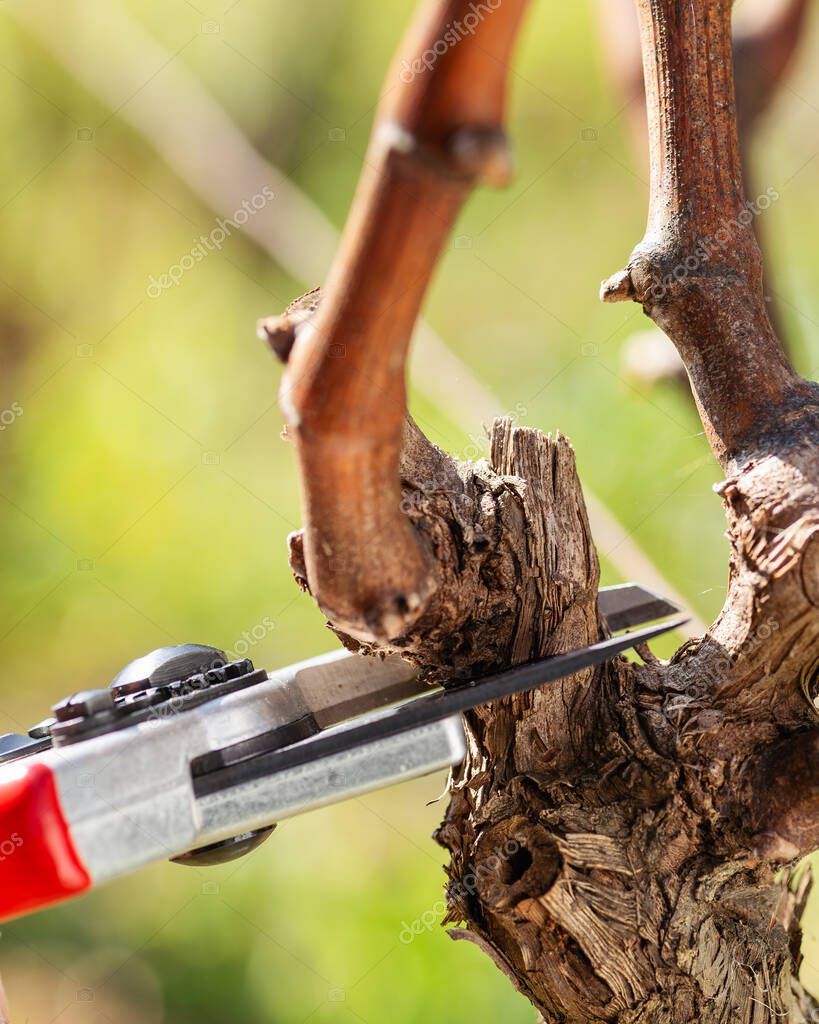 Close-up of the cut of the vine branch during pruning in winter. Traditional agriculture. Winter ...