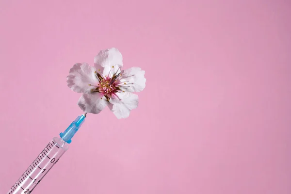 Siringa e fiore Stock Photos, Royalty Free Siringa e fiore Images ...