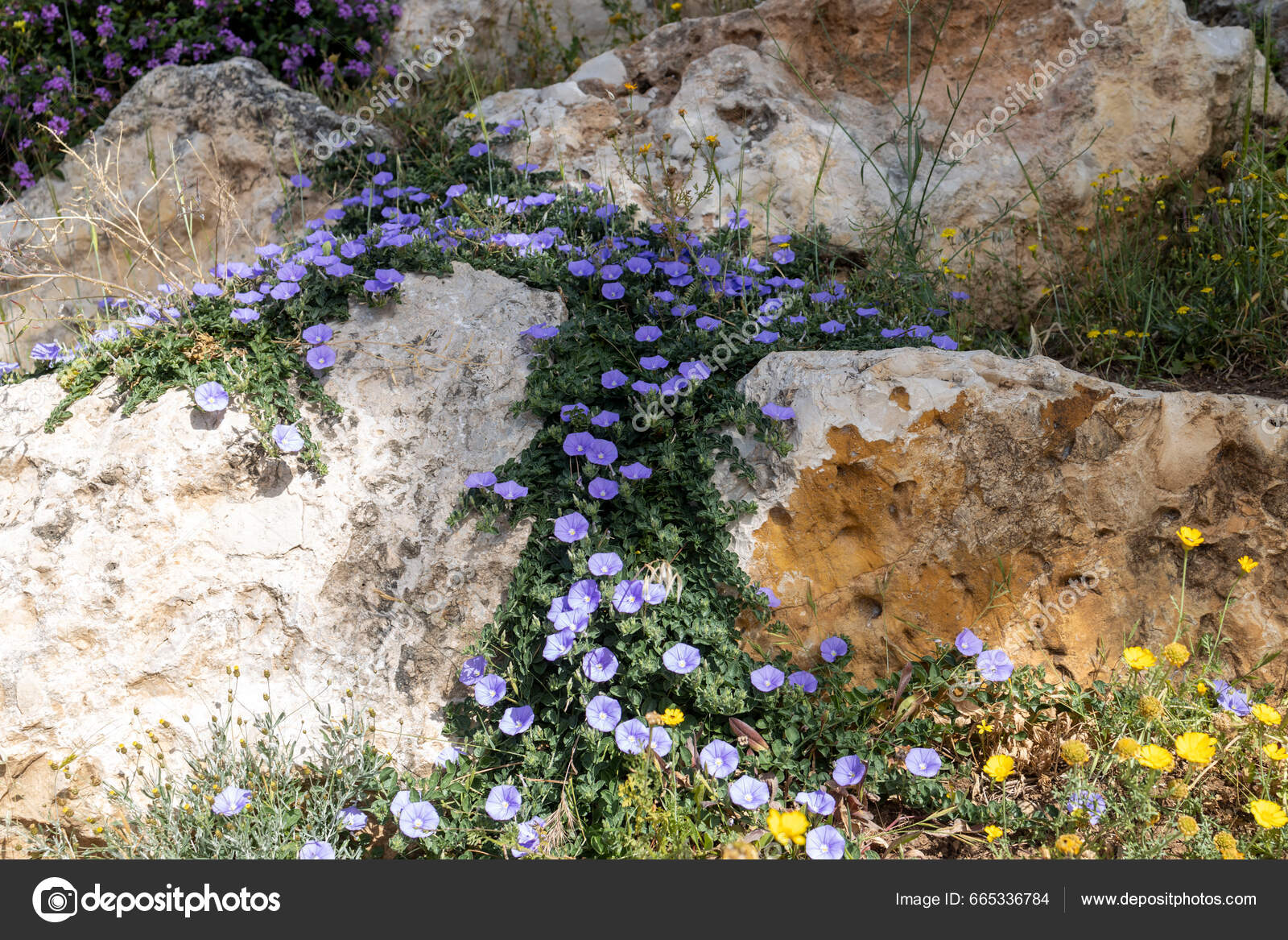 Convolvulus Sabatius