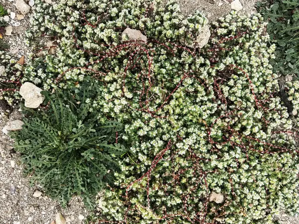 Panaris images libres de droit, photos de Panaris | Depositphotos