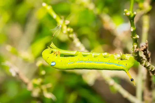 Lagarta gigante images libres de droit, photos de Lagarta gigante ...