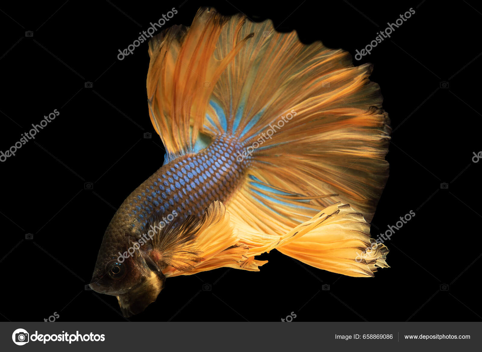 Brown Betta Fish
