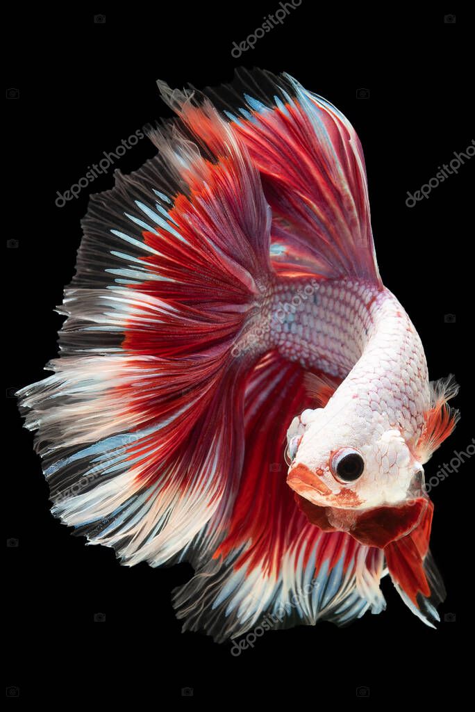 La cautivadora coloración de los peces betta rojos y blancos crea una ...