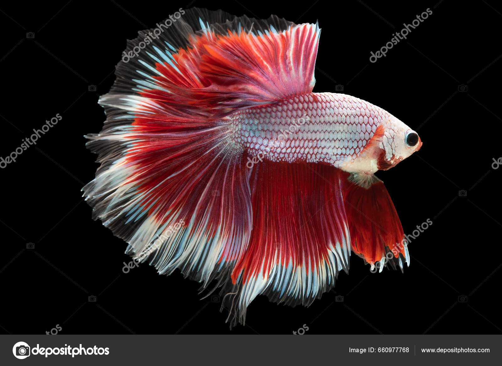 Multi Colored Betta Fish