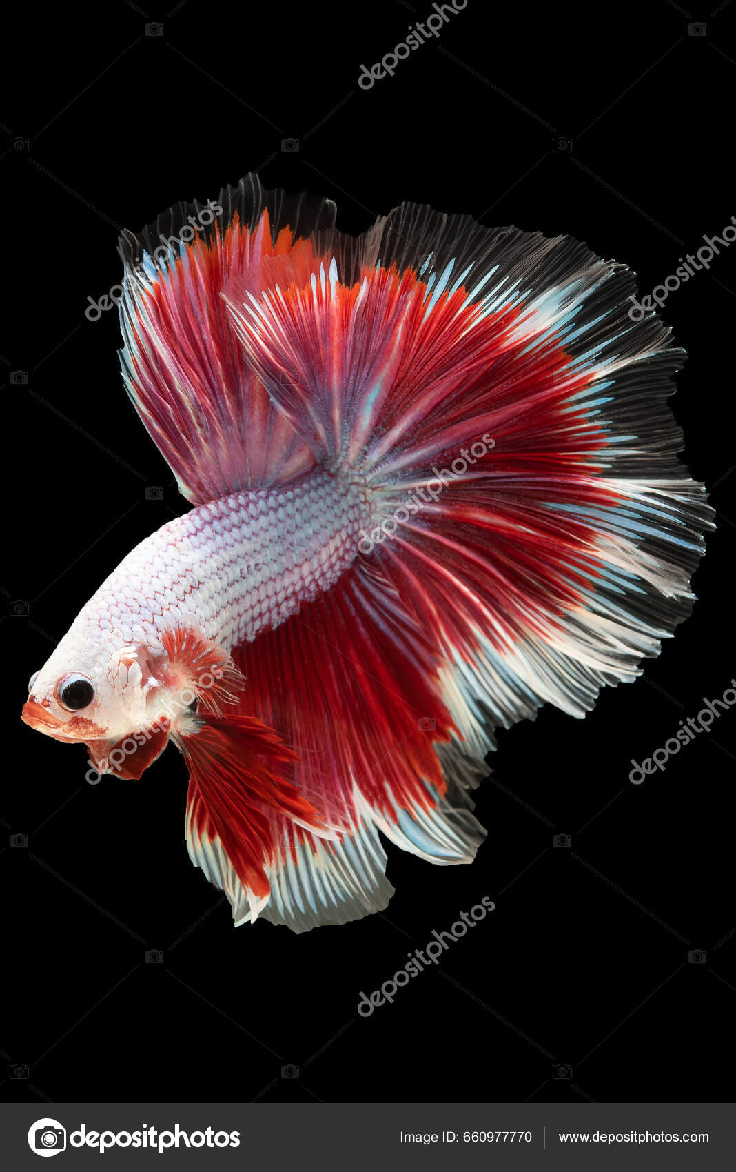 Multi Colored Betta Fish