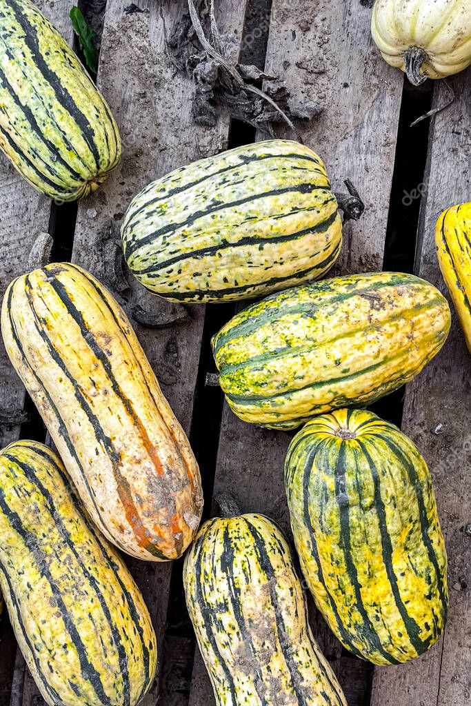 Variedades Calabaza Cosechan Diferentes Tipos Calabaza Alimentos ...