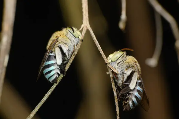 Una escena tranquila de las abejas Amegilla cinguata descansando, sus ...