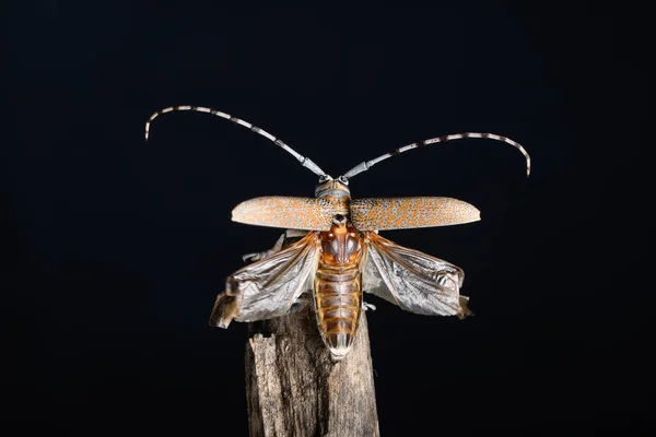 Un Escarabajo Longhorn (Batocera rufomaculata) extiende sus alas sobre ...
