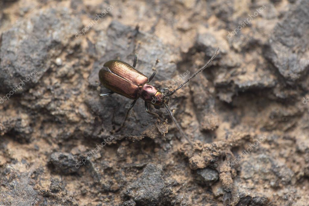 Pequeño escarabajo tigre vívido, Manticora latipennis, explorando suelo ...
