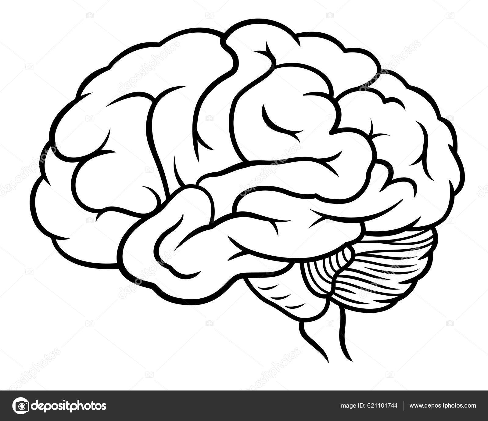 Doodle Style Human Brain Drawing Illustration Black Line White ...