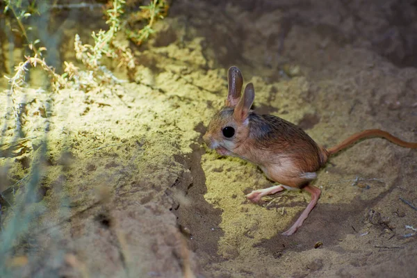 Gerboise images libres de droit, photos de Gerboise | Depositphotos