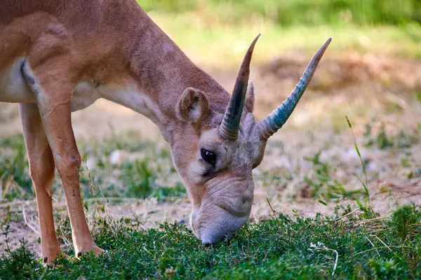 El antílope saiga. Antílope saiga en hábitat artificial.El antílope ...