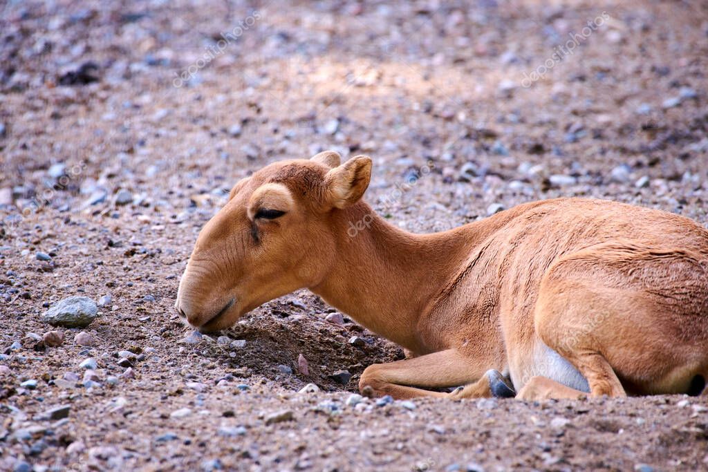 El antílope saiga. Antílope saiga en hábitat artificial.El antílope ...