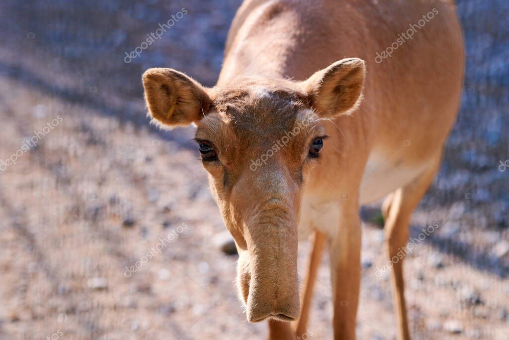 El antílope saiga. Antílope saiga en hábitat artificial.El antílope ...