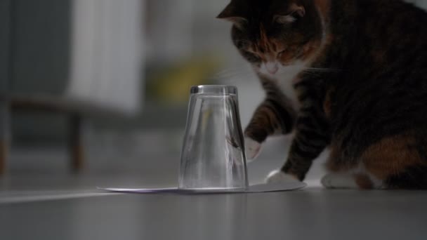 Vidéos pour Moustiques droles, Moustiques droles clips vidéo HD / 4K ...