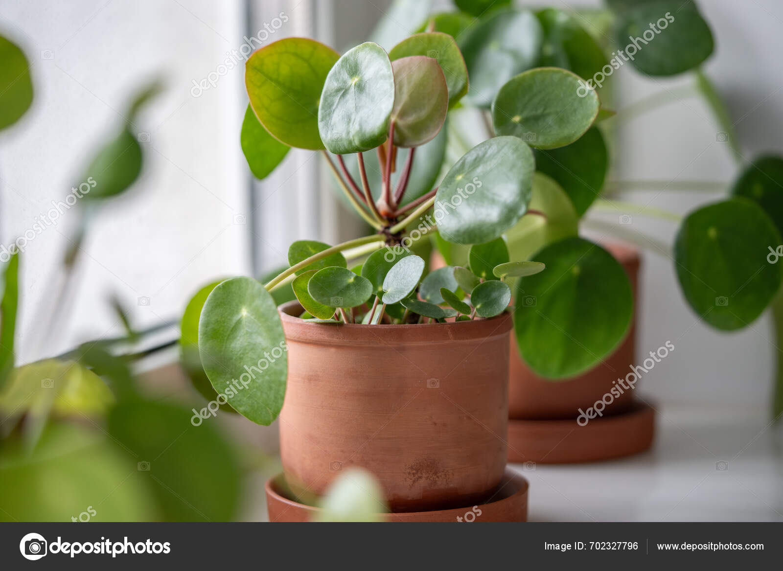 Closeup Small Pilea Peperomioides Plant Terracotta Pot Windowsill Home ...
