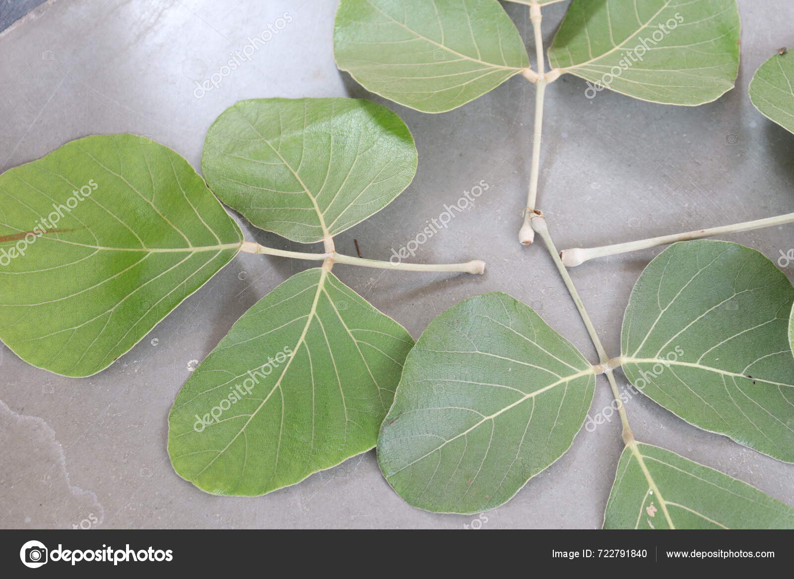 Butea Monosperma Leaves Isolated Wood Background — Stock Photo ...