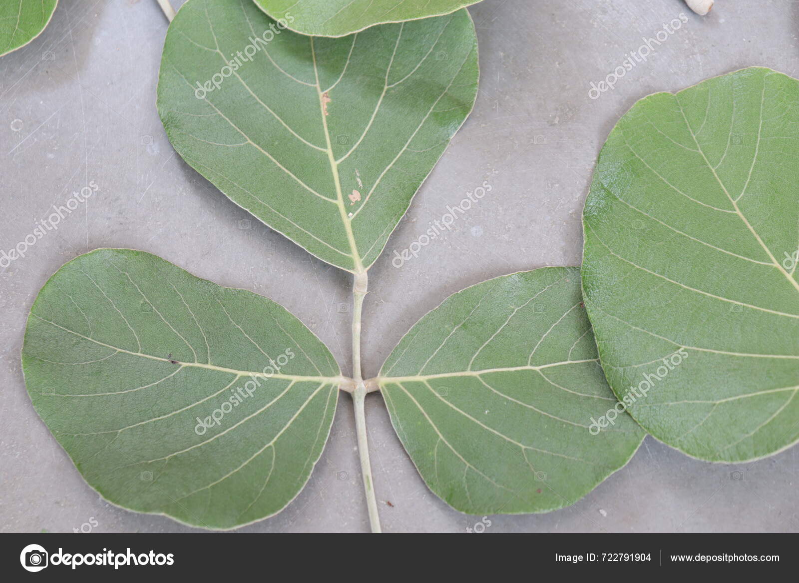 Butea Monosperma Leaves Isolated Wood Background — Stock Photo ...